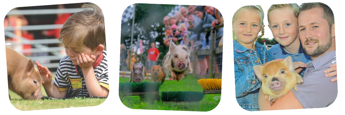 The Story of the Pennywell Miniature Pig - VisitDartmoor