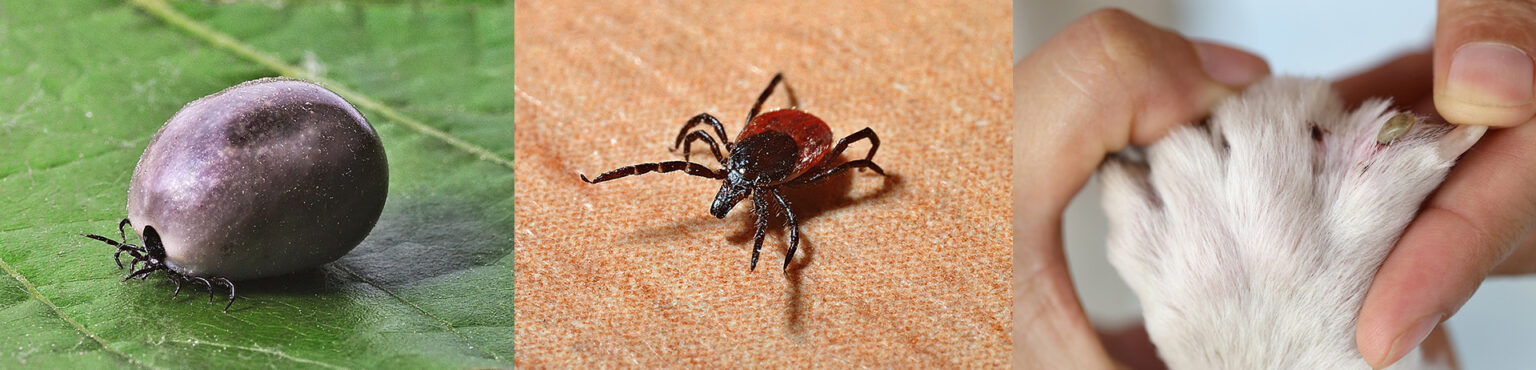 Ticks and how to avoid or deal with them! - VisitDartmoor