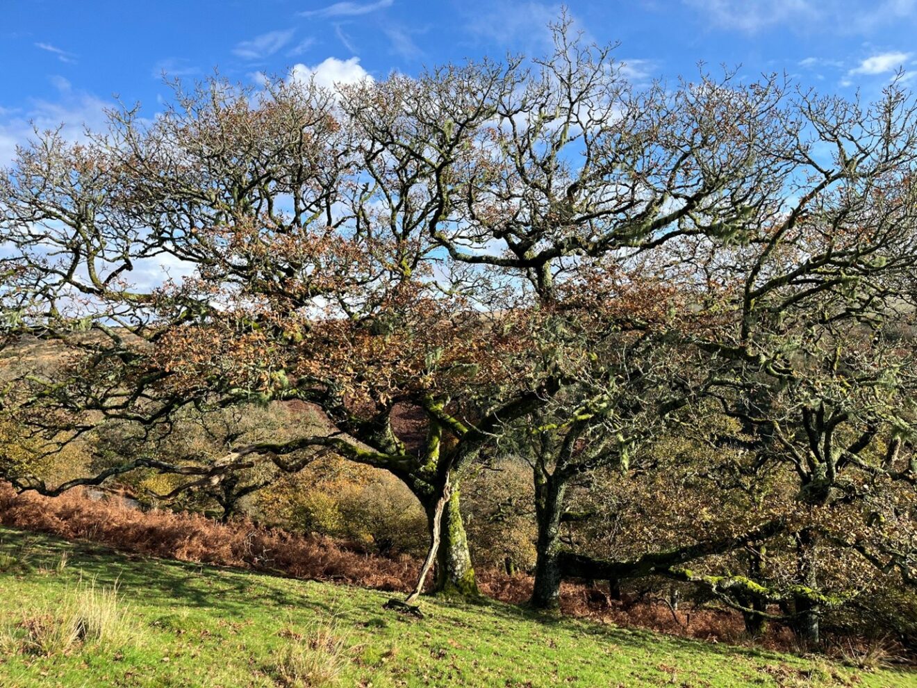 Ecological Land Management at High House Waste - VisitDartmoor